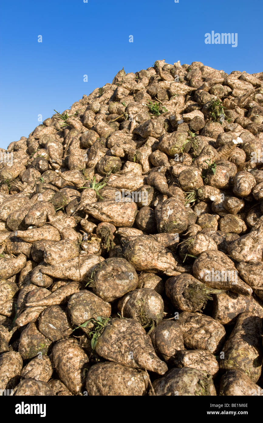 Sugar Beet heaped ready to go to the Wissington sugar beet factory ...