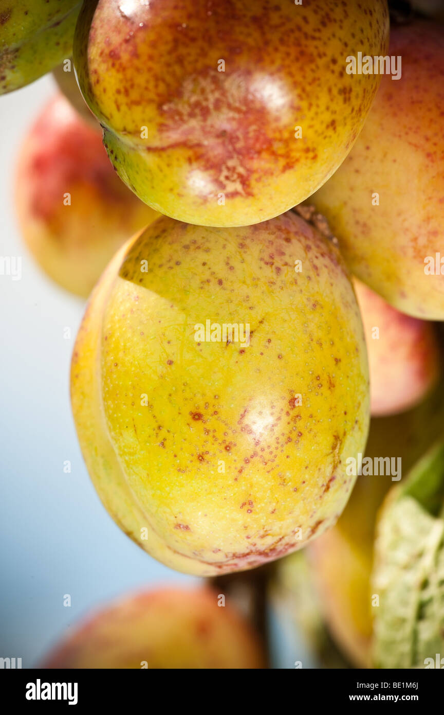 Victoria Plums on tree ready for picking in a garden in Scotland Stock ...