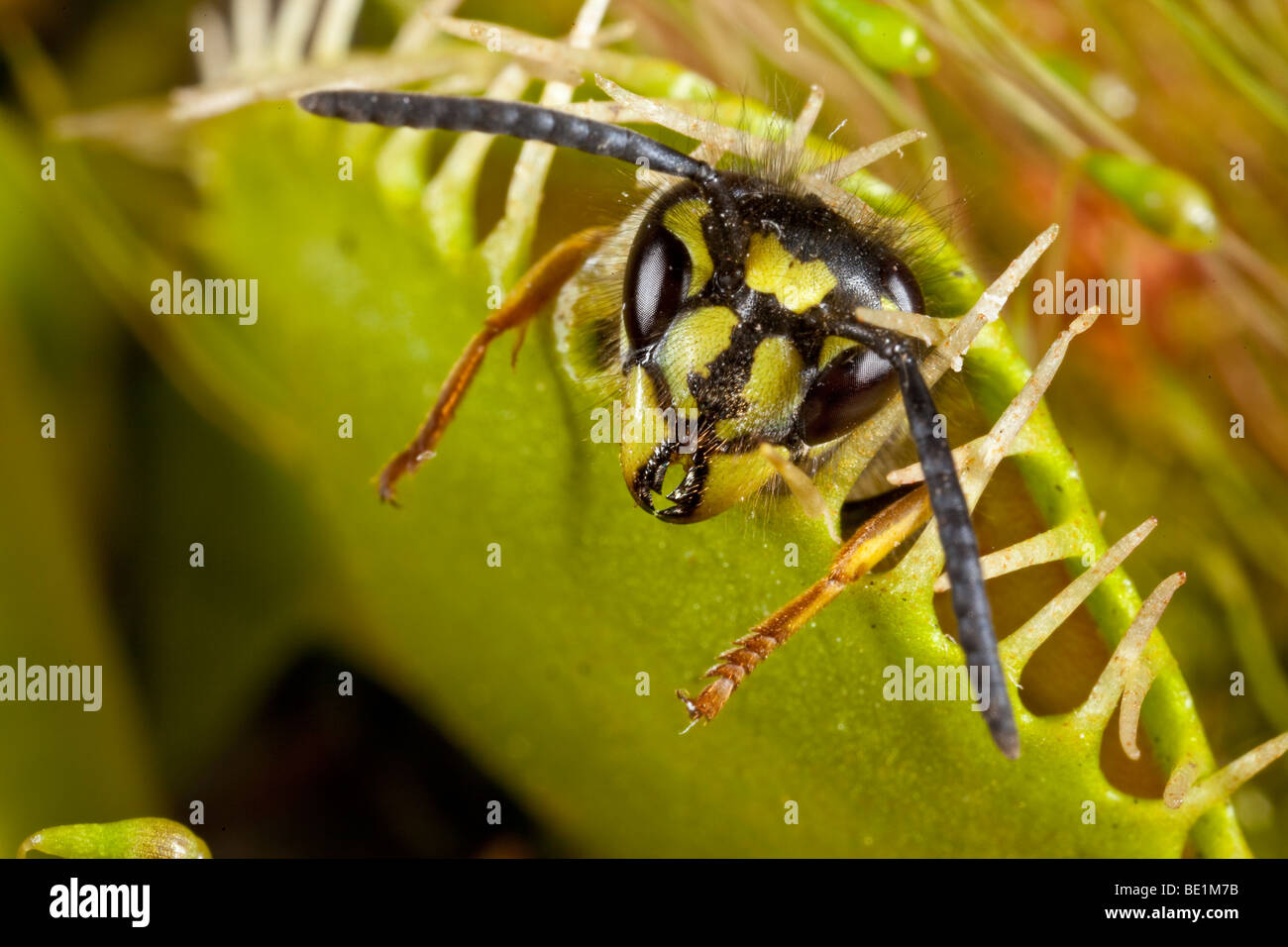 Common Wasp Vespa Vulgaris High Resolution Stock Photography and Images ...