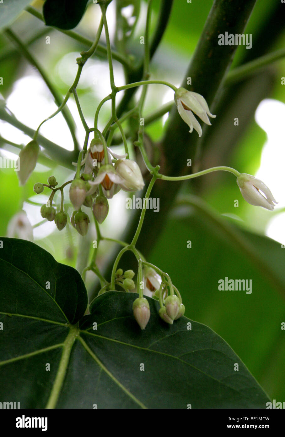 Tamarillo tree tomato plant High Resolution Stock Photography and ...