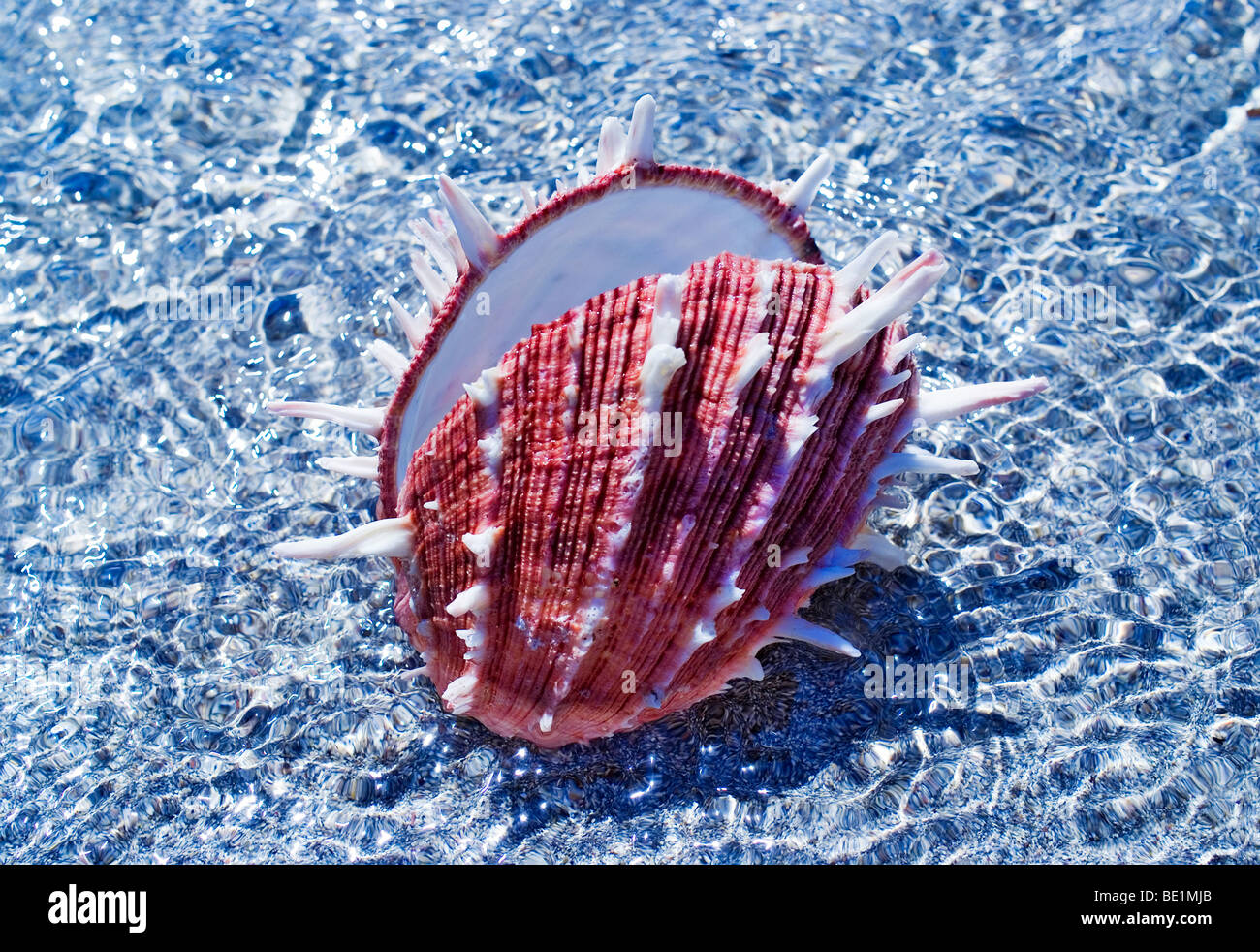 Conch shell island hi-res stock photography and images - Alamy