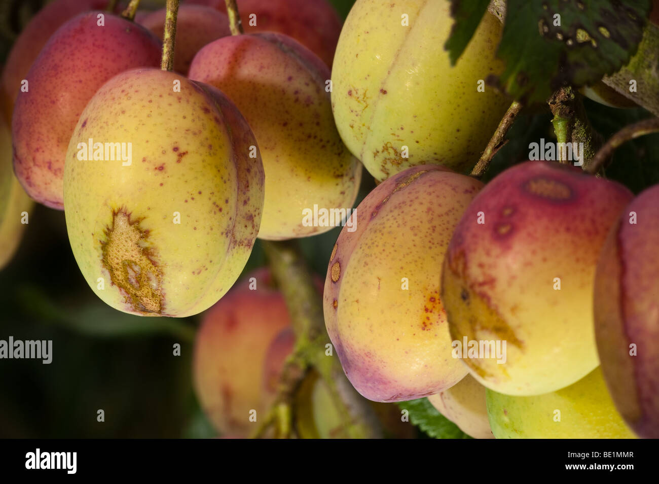 Victoria Plums on tree ready for picking in a garden in Scotland Stock ...