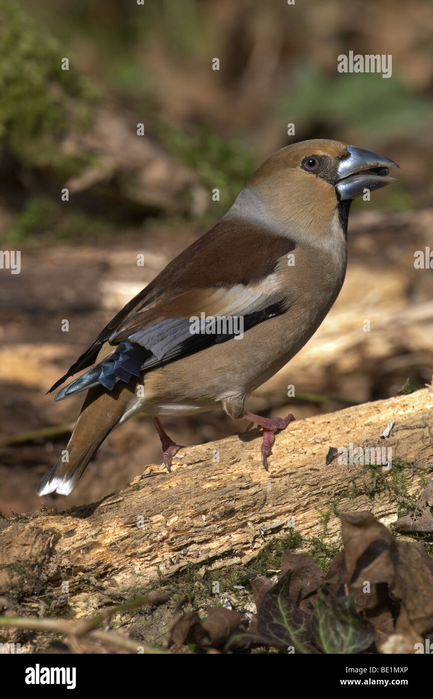 FEMALE HAWFINCH COCCOTHRAUSTES PERCHED ON LOG ON THE GOUND SINGING AND ...