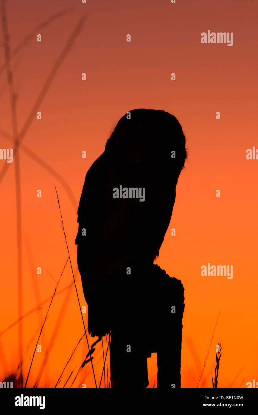 Owl at sunset hi-res stock photography and images - Alamy