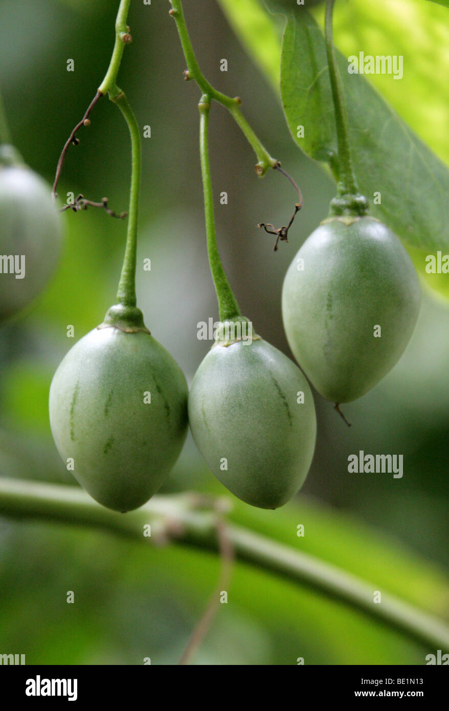 Egg shaped fruit hi-res stock photography and images - Alamy