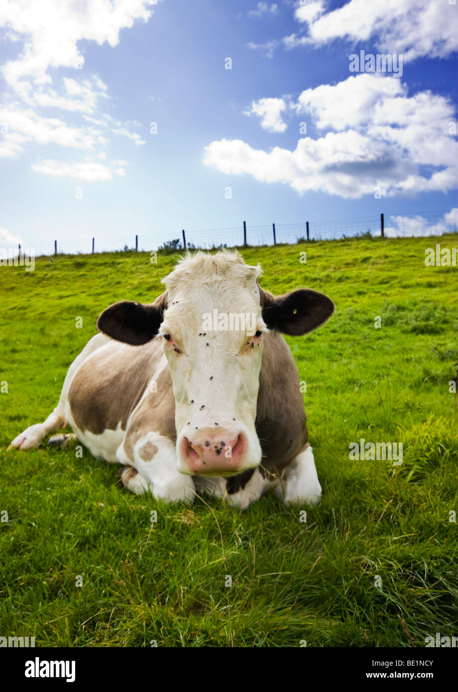 Moo cow hi-res stock photography and images - Alamy