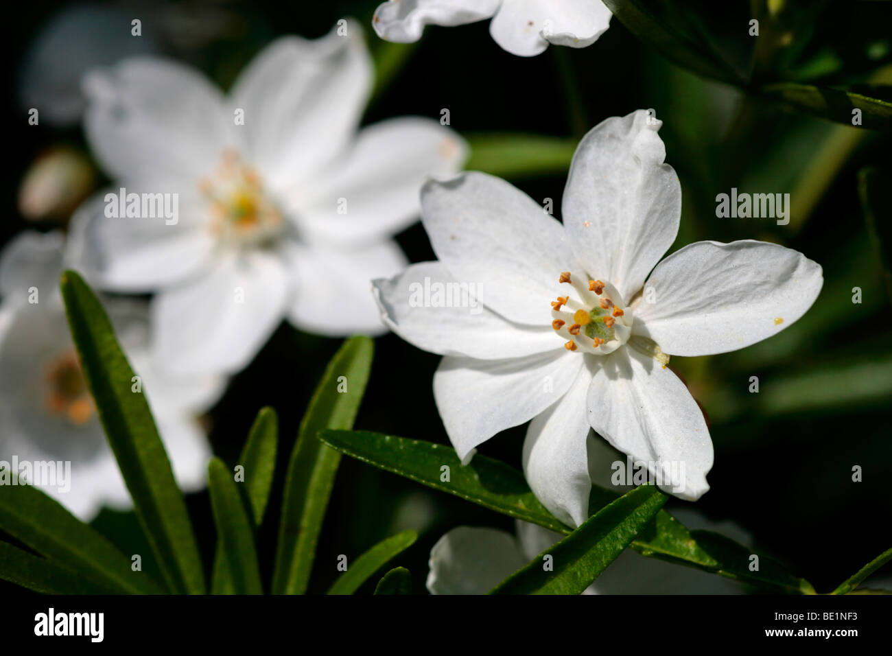 Choisya Aztec Pearl flowers Stock Photo - Alamy