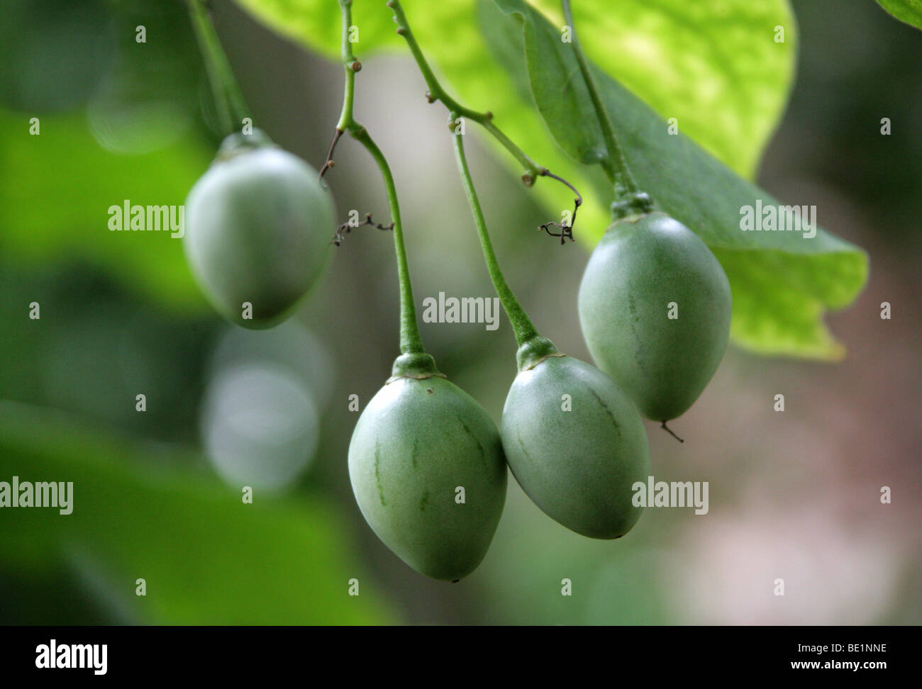 Unripe Fruit of the Tamarillo or Tree Tomato, Solanum betaceum ...