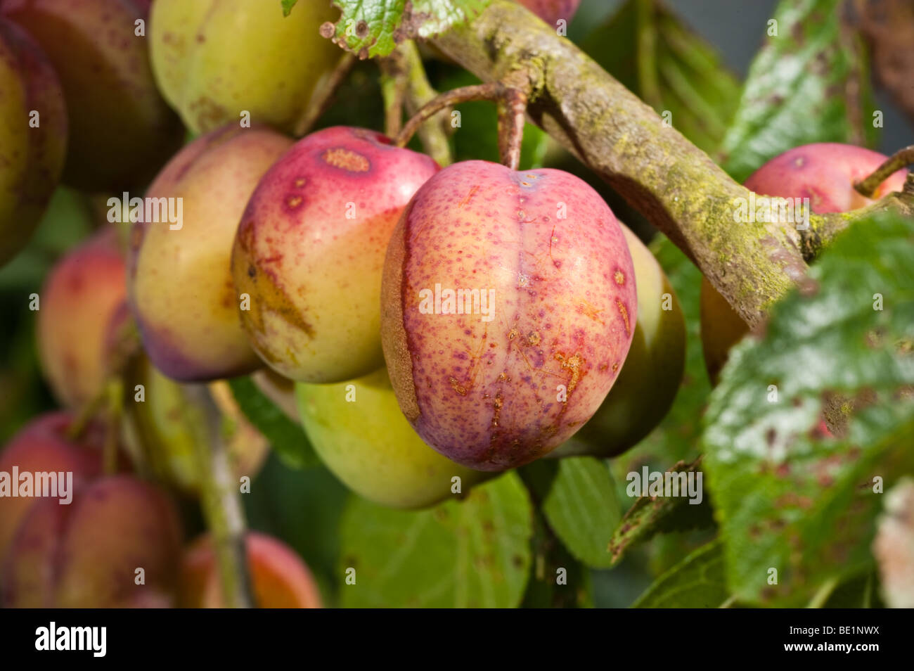 Victoria Plums on tree ready for picking in a garden in Scotland Stock ...