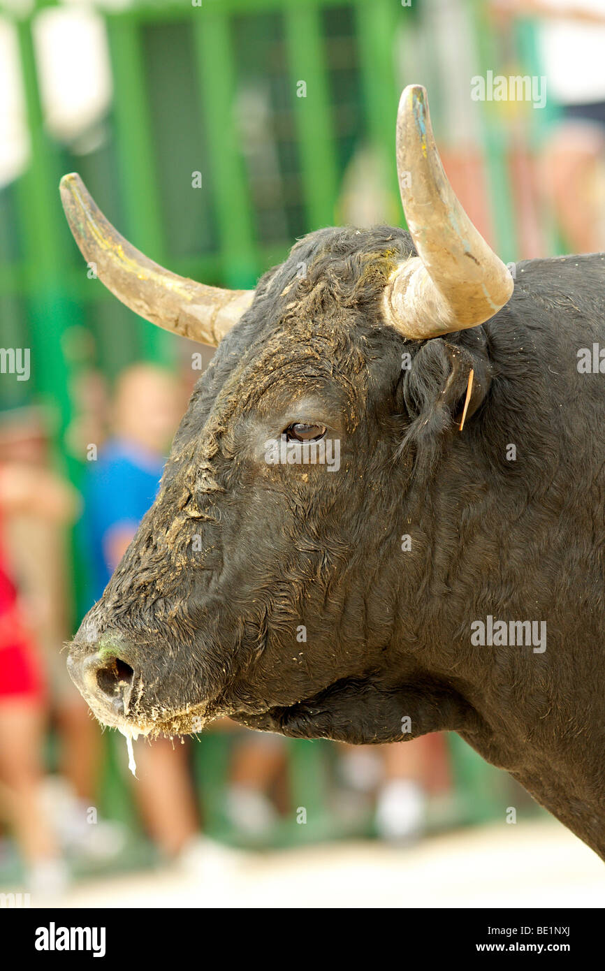 Sea horns hi-res stock photography and images - Alamy