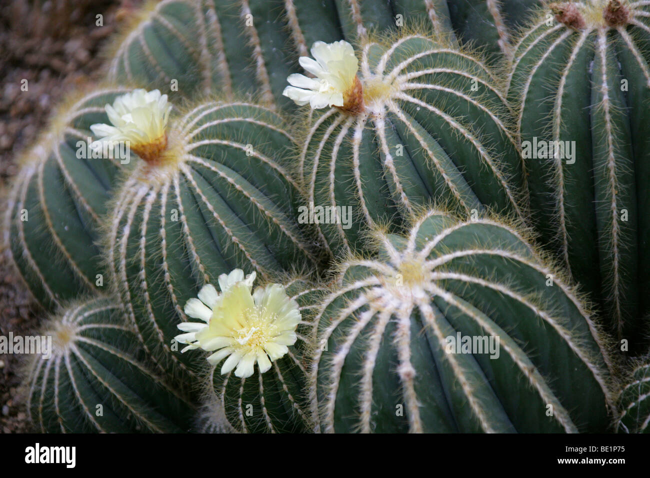 Parodia magnifica, Cactaceae, Southern Brazil, South America Stock ...