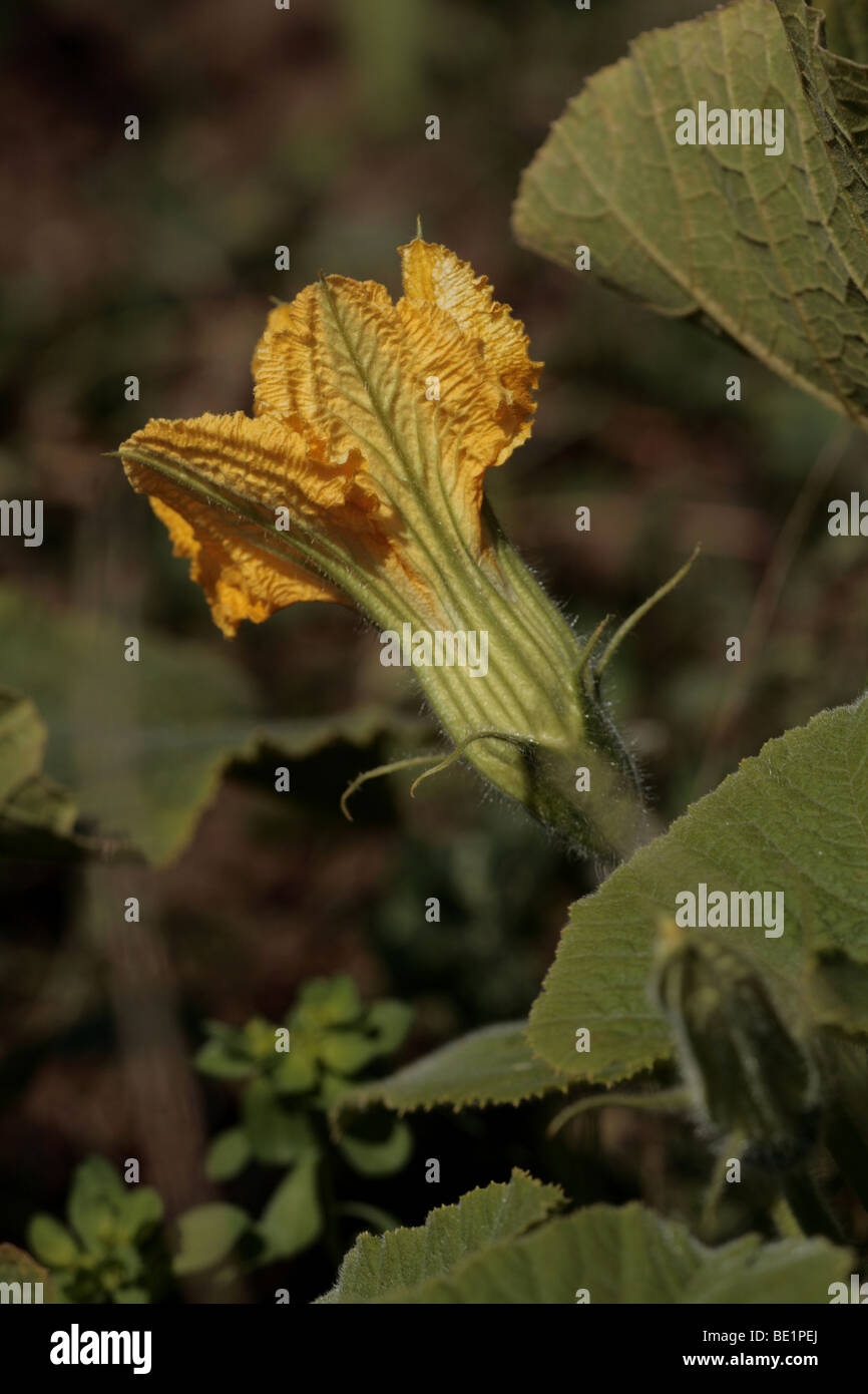 courgette flower - Cucurbita pepo Stock Photo - Alamy