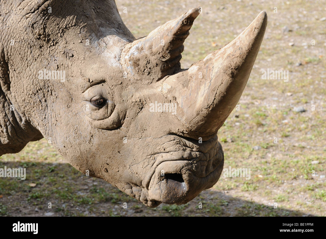 Rhino head hi-res stock photography and images - Alamy