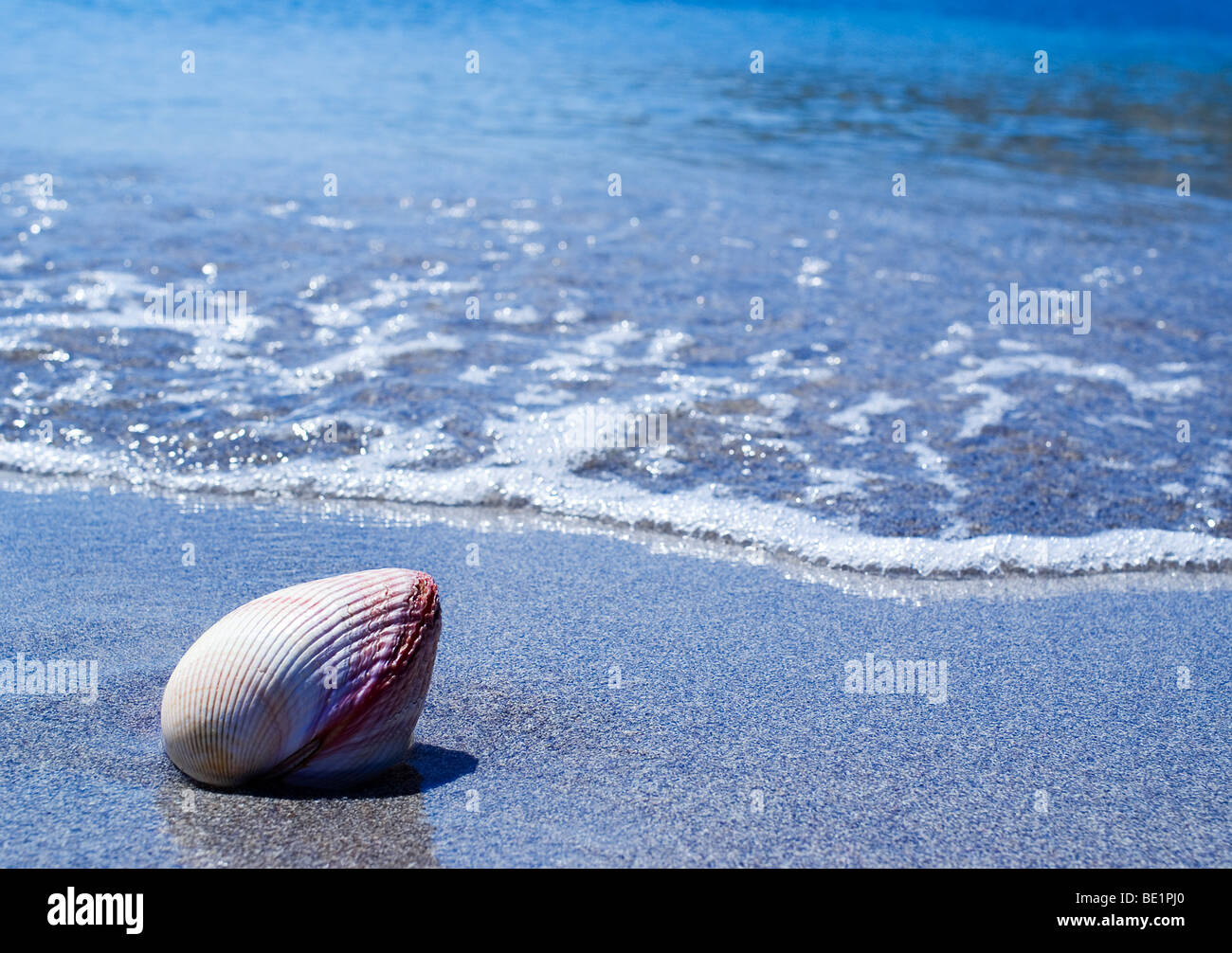 Conch on a beach Stock Photo - Alamy