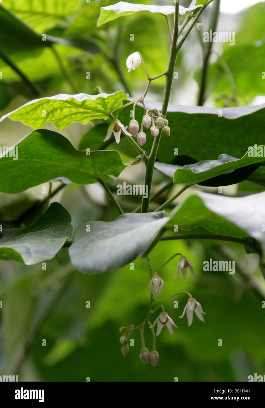 Flowers of the Tamarillo or Tree Tomato, Solanum betaceum (formerly ...