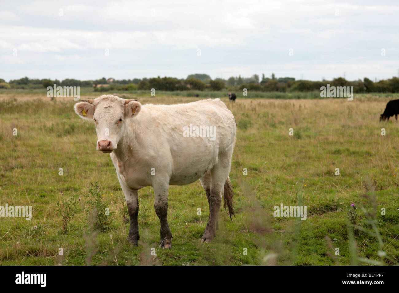 white cow in field Stock Photo - Alamy