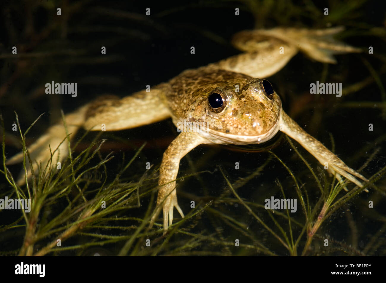 Frog laying in pond Tomopterna braviceps Bandhavgarh National Park ...