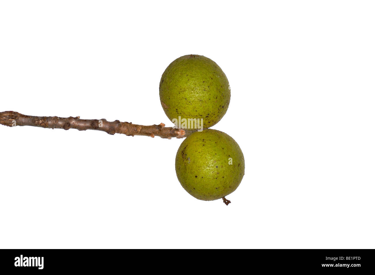 Two eastern black walnuts at the end of a tree stem on a white ...
