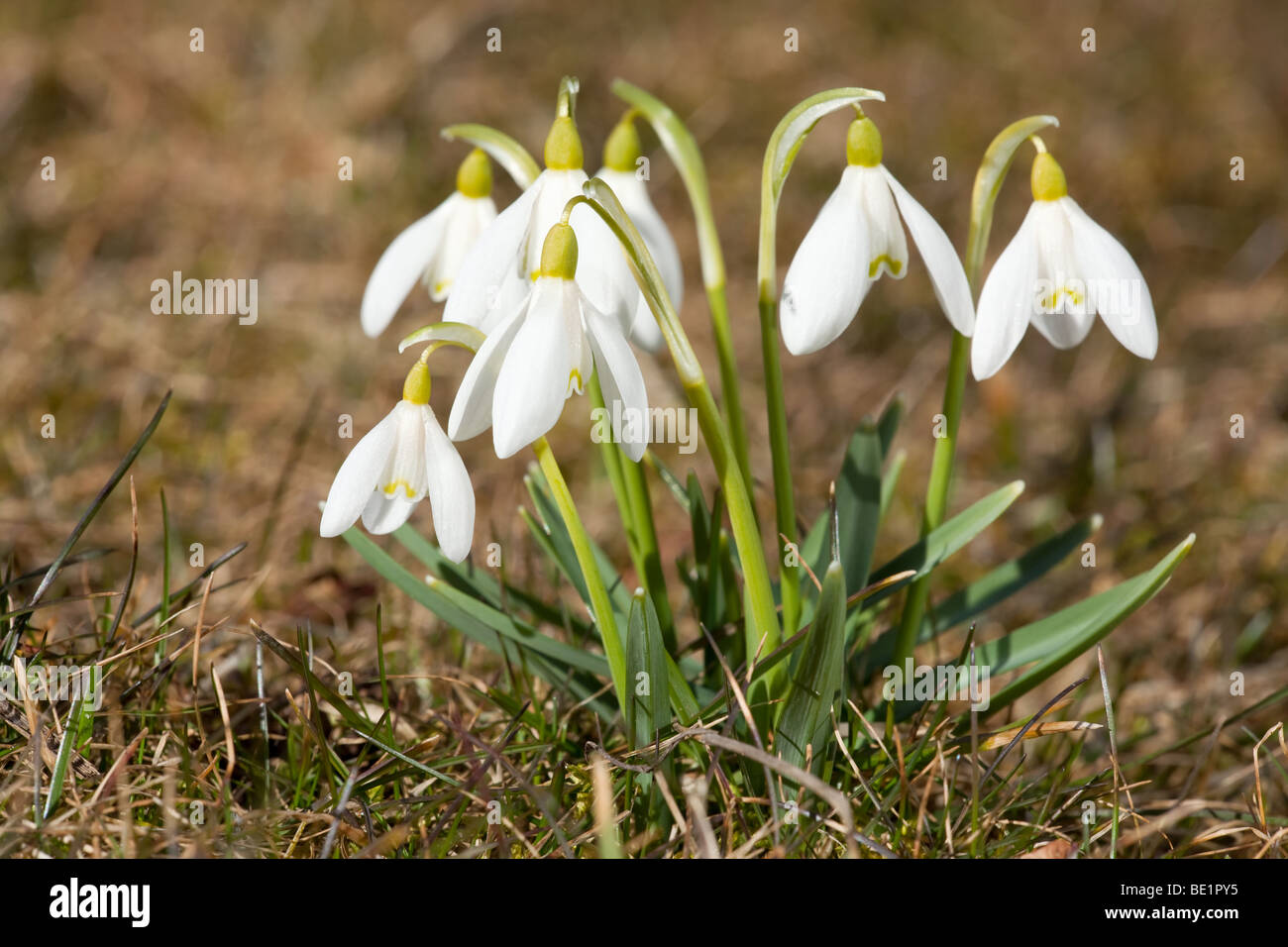 Snowdrops in early bloom hi-res stock photography and images - Alamy