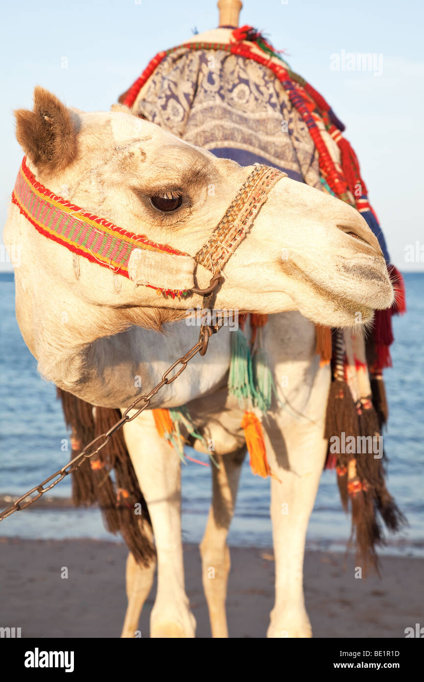 Egyptian camel portrait near the red sea Stock Photo - Alamy
