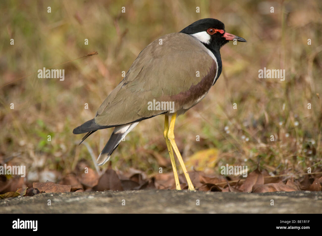 Red Wattled Lapwing Vanellus indicus Bandhavgarh National Park Stock ...