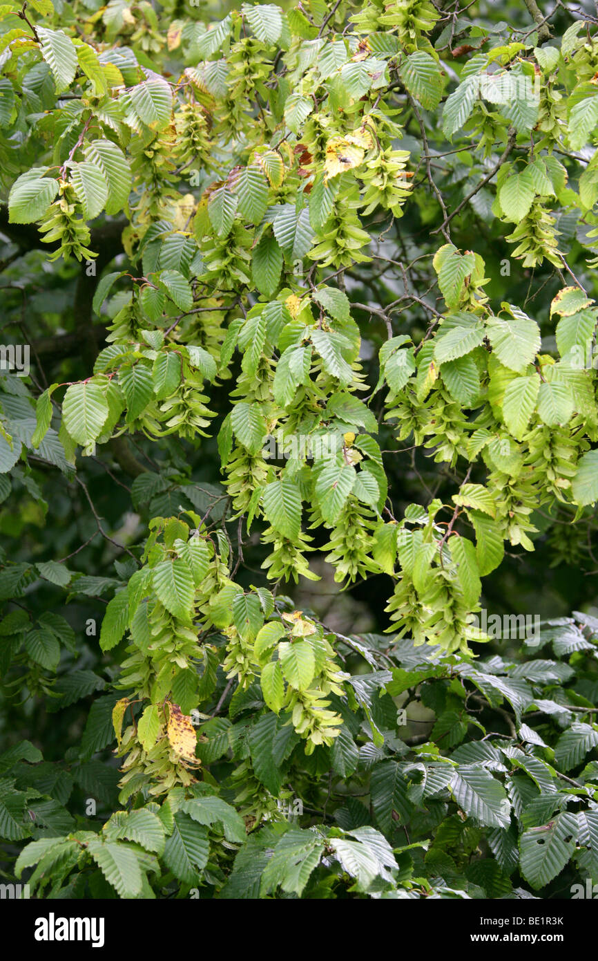 European or Common Hornbeam Seeds, Carpinus betulus, Betulaceae ...