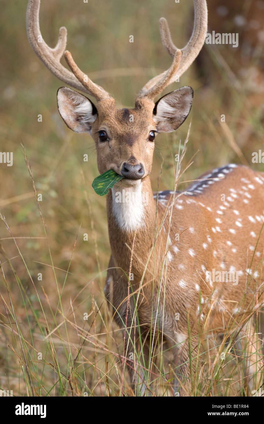 Chital axis axis male hi-res stock photography and images - Alamy