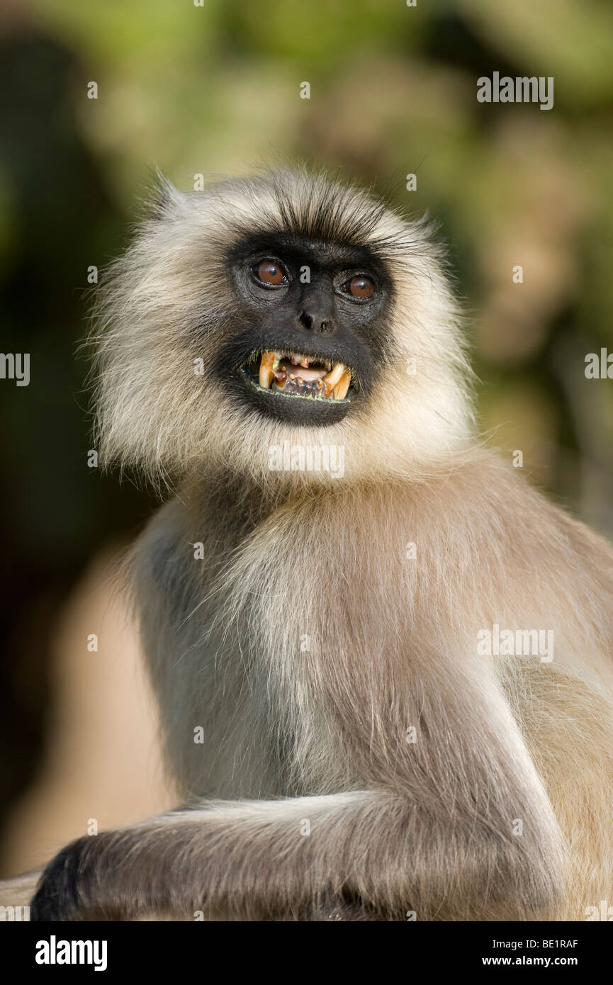 Grey Common or Hanuman Langur Semnopitheaus entellus sitting showing ...