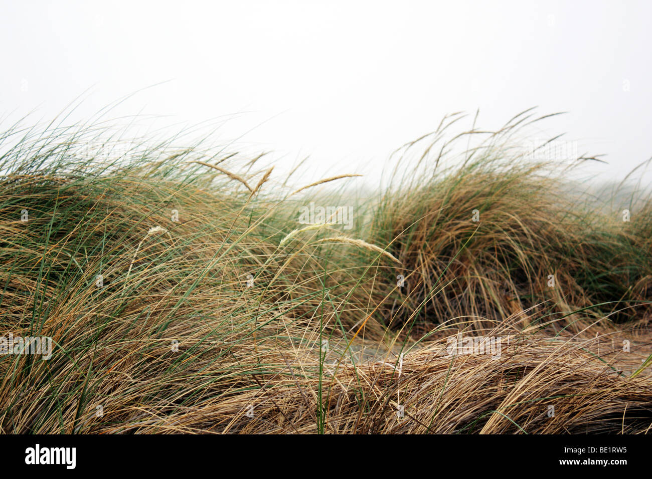 Grass on beach sand hi-res stock photography and images - Alamy