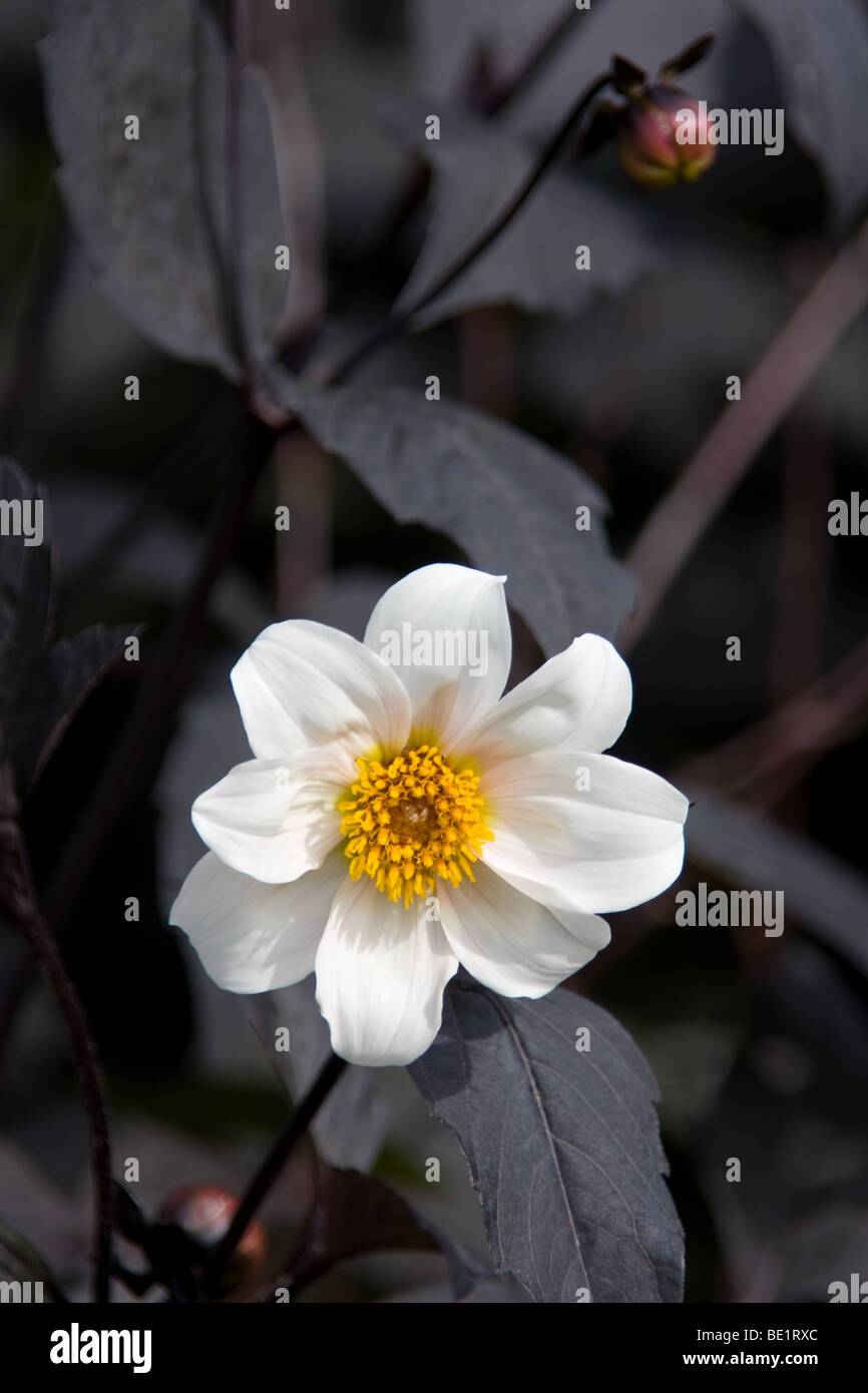 Dahlia Twynings After Eight High Resolution Stock Photography and ...