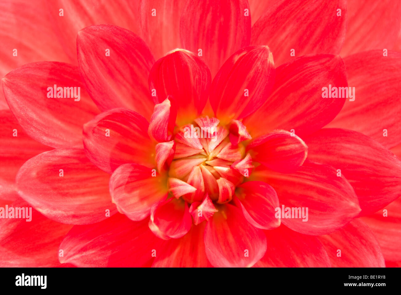 Dahlia Taratahi Ruby Stock Photo - Alamy