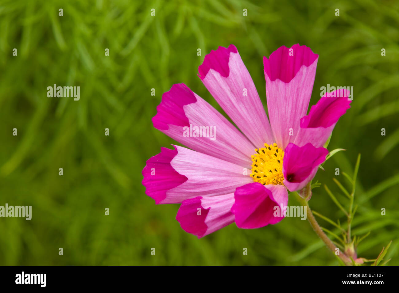 Cosmos bipinnatus Sea Shells Stock Photo - Alamy