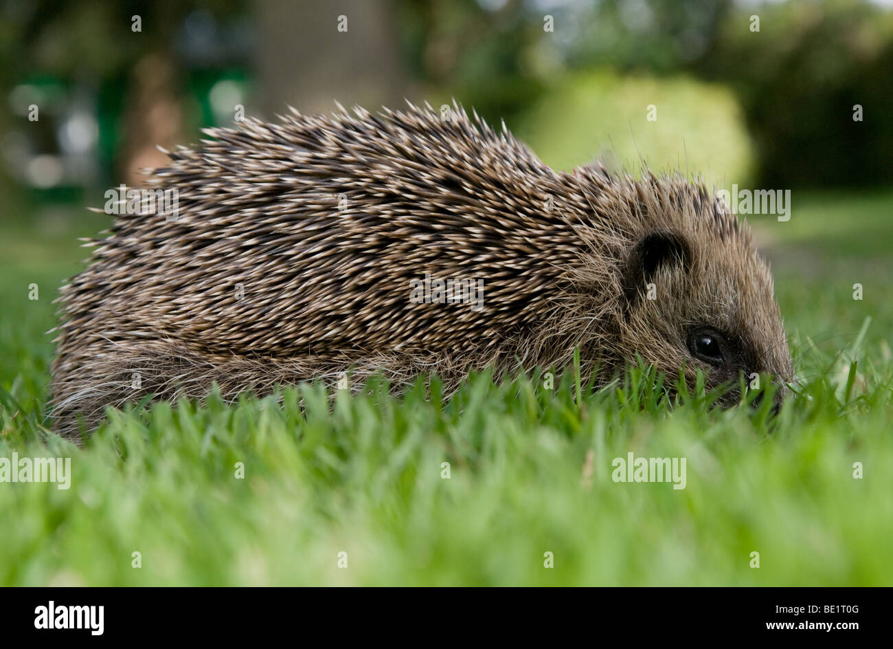 Hedgehogs quills close up hi-res stock photography and images - Alamy