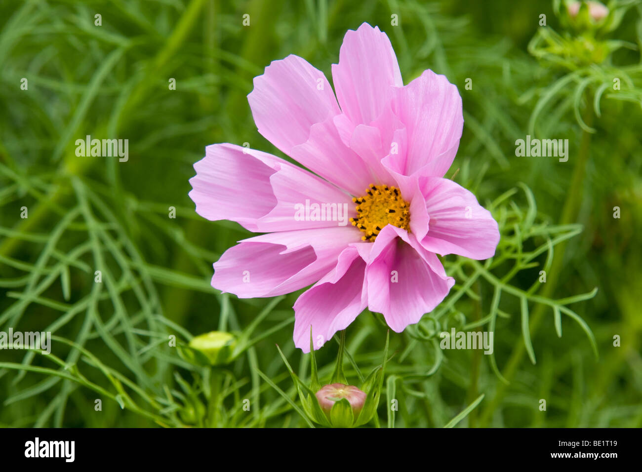 Cosmos bipinnatus Sea Shells Stock Photo - Alamy