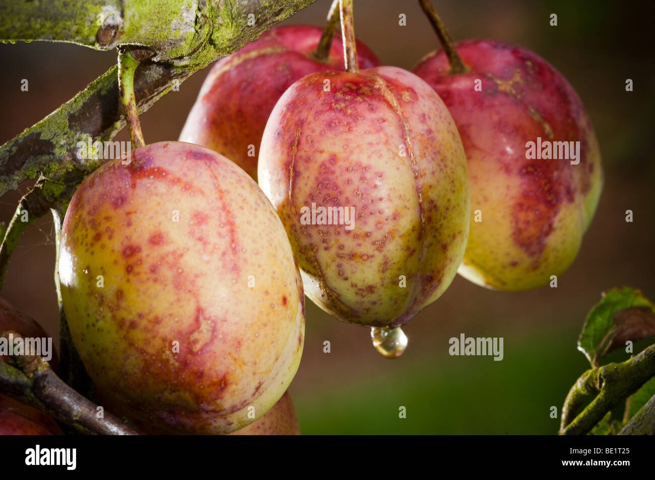 Victoria Plums on tree ready for picking in a garden in Scotland Stock ...