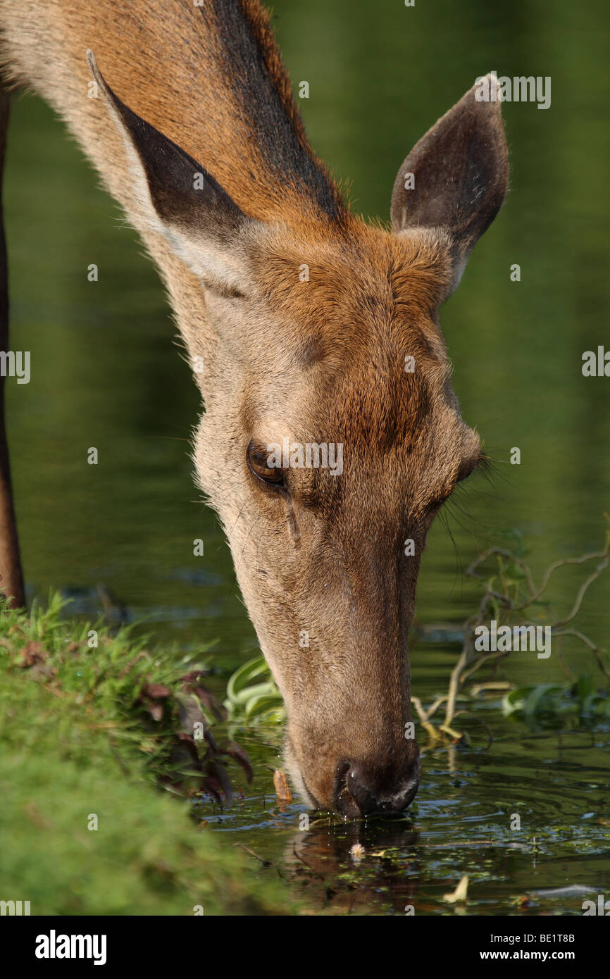 Thirsty deer drinking hi-res stock photography and images - Alamy
