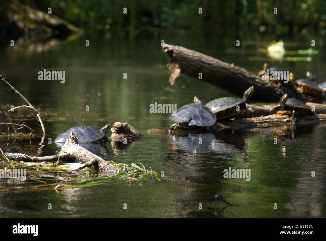 Turtles on a log Stock Photo - Alamy