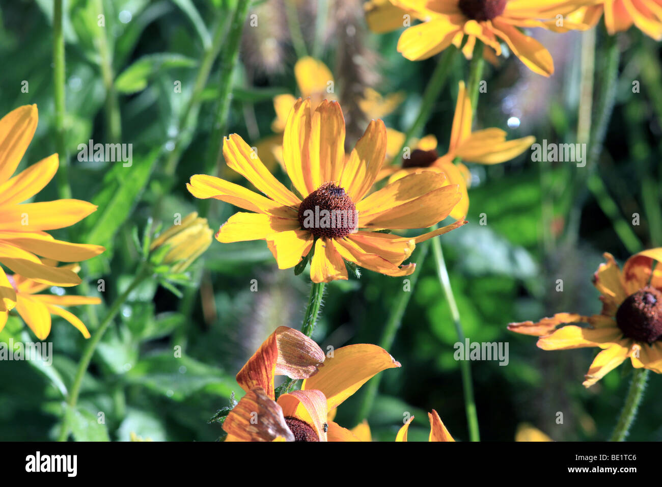 Yellow coneflower with large leaf Echinacea Stock Photo - Alamy