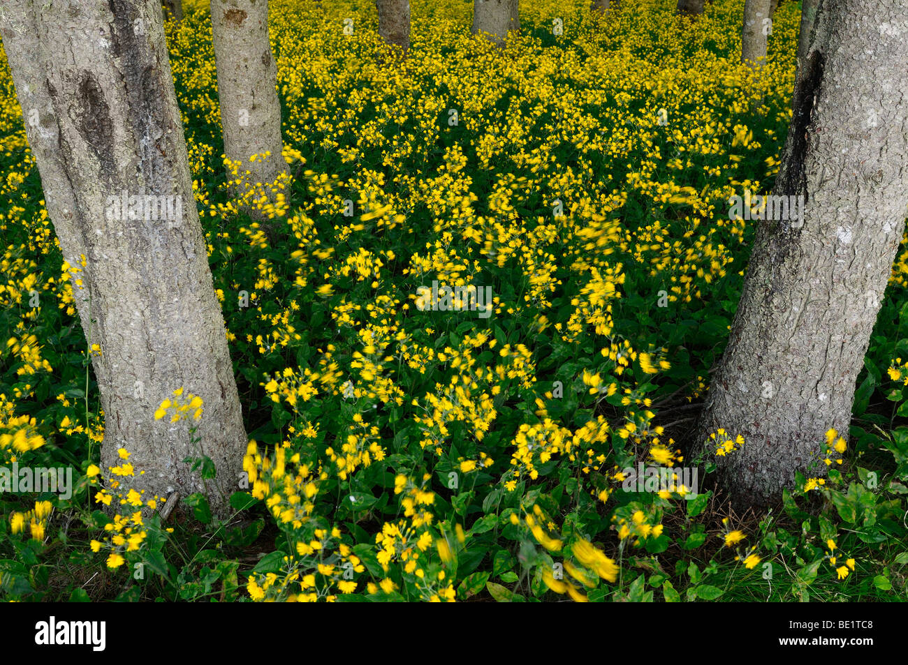 Blanket of yellow flowering Hawkweed invasive wildflowers in a forest ...