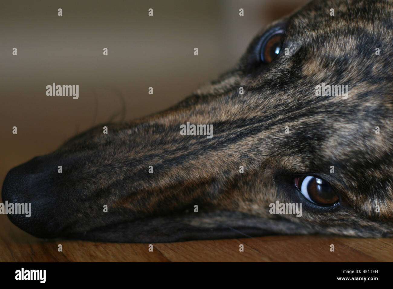 A close up of a greyhound dog's face Stock Photo - Alamy