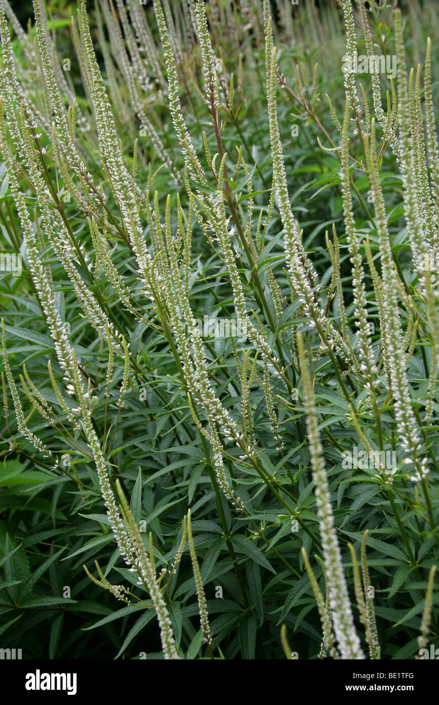 Culver's Root, Culver's-root, Culverpsyic, Culver's Physic, Bowman's ...