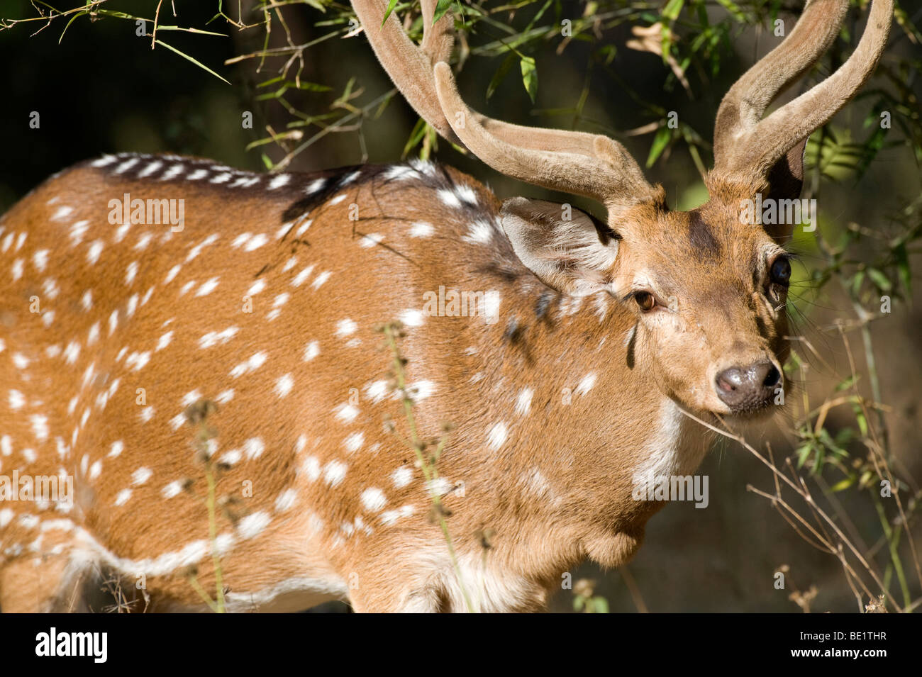 Chital deer stag face hi-res stock photography and images - Alamy