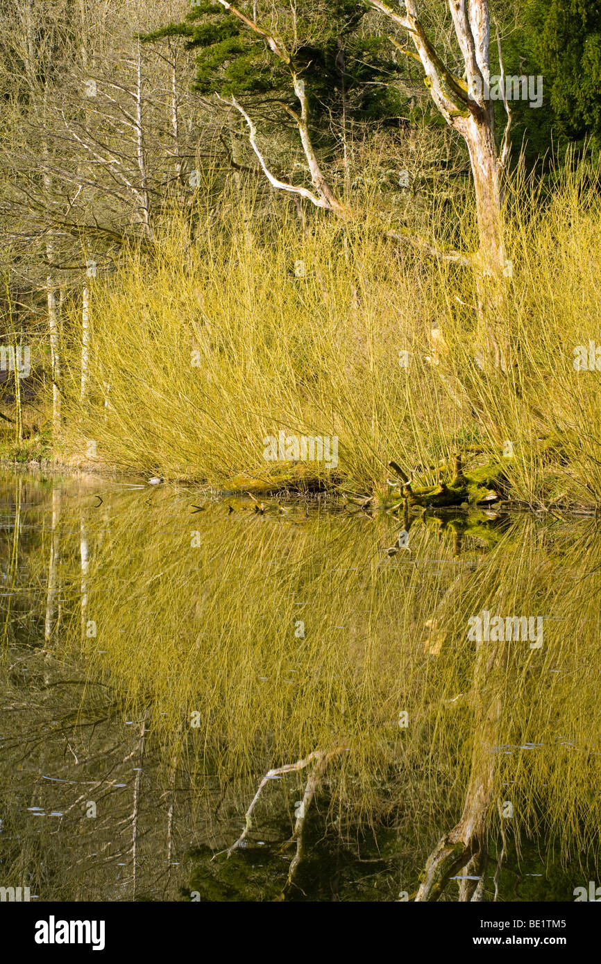 England, Northumberland, Wallington Hall & Gardens. Trees and reed ...