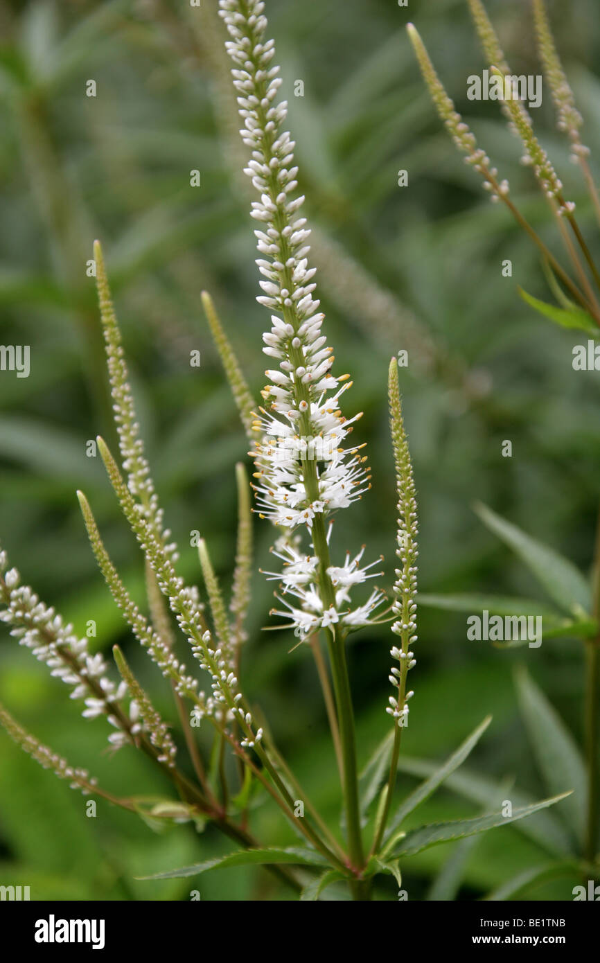 Culver's Root, Culver's-root, Culverpsyic, Culver's Physic, Bowman's ...