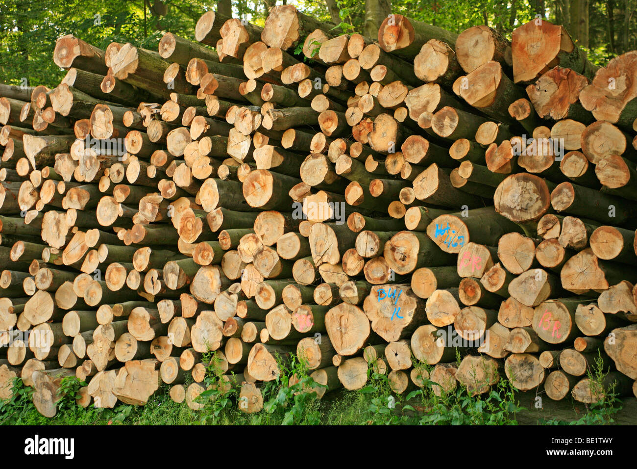 pile of cut down trees in a forest Stock Photo - Alamy