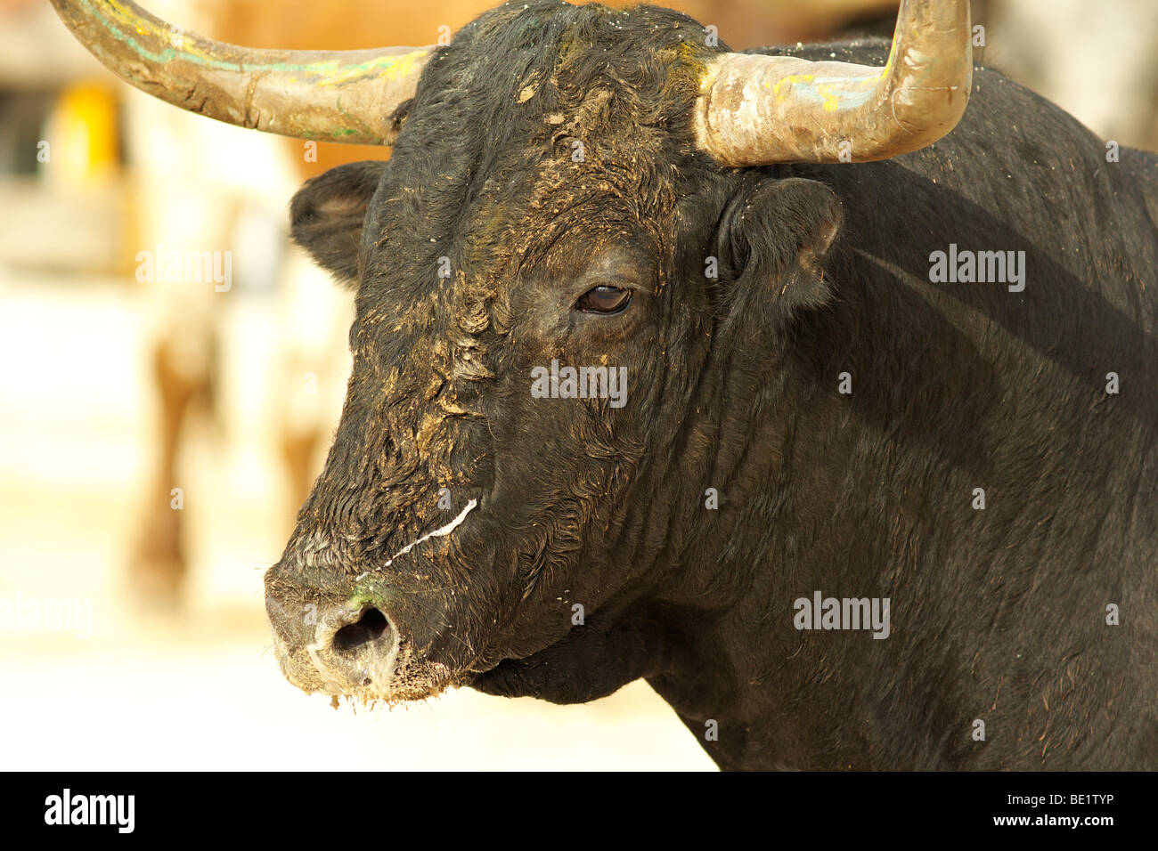 Sea bulls in Spain Stock Photo - Alamy
