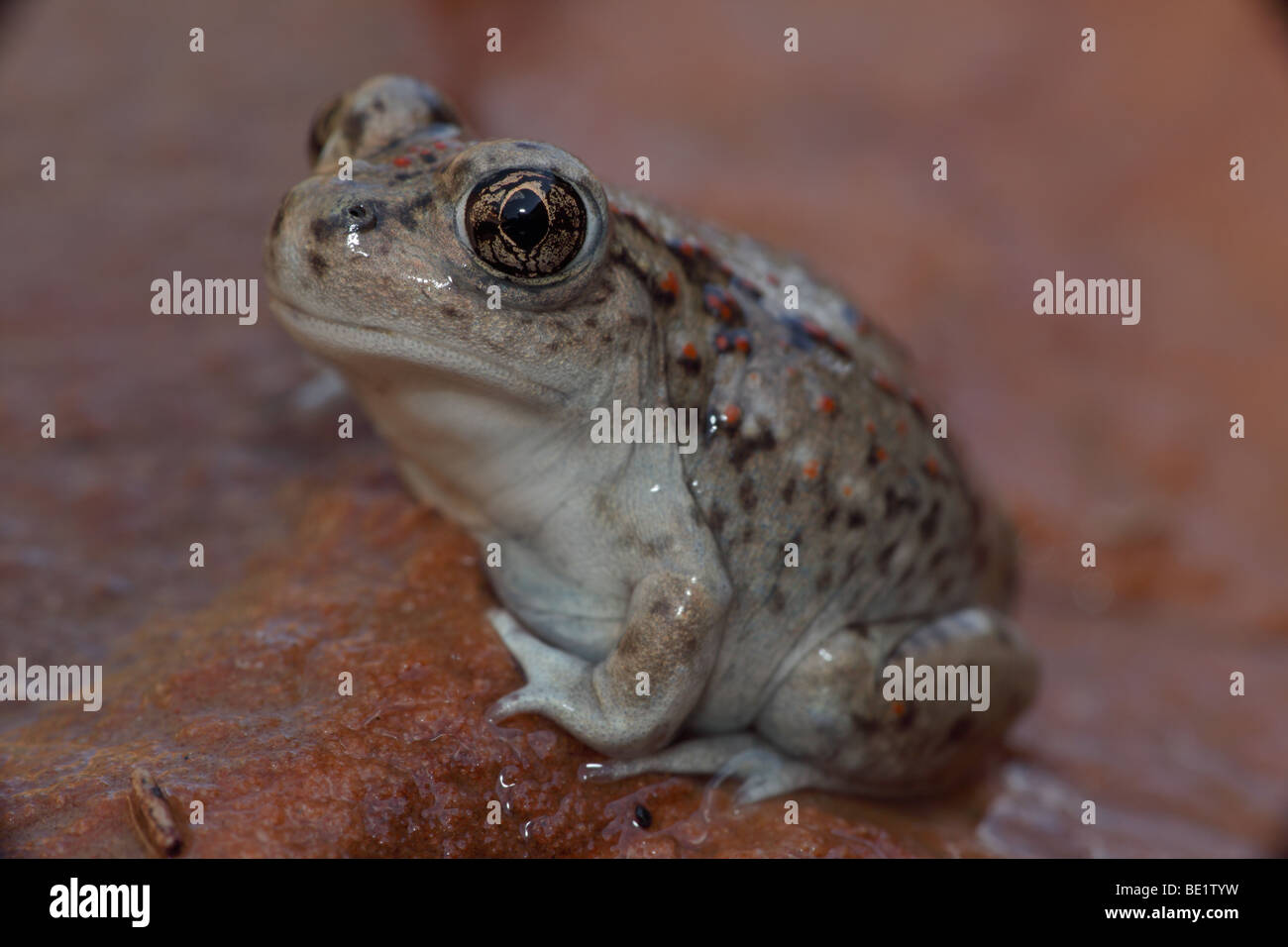 Great Basin Spadefoot (Scaphiopus intermontanus) - Newly metamorphosed ...