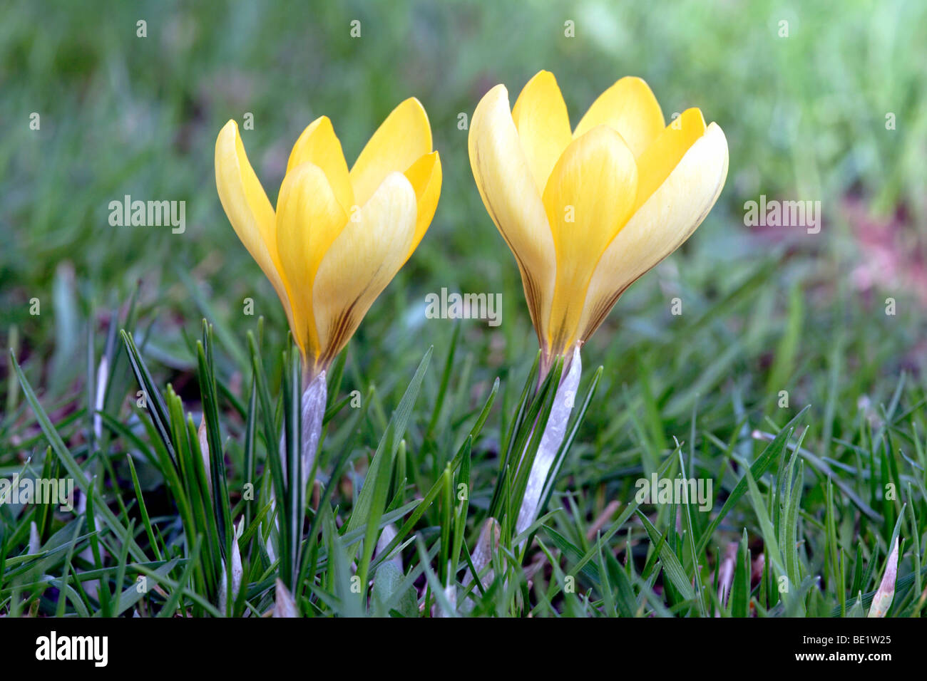 Yellow crocus (Crocus flavus) flowers growing in lawn, England, UK ...