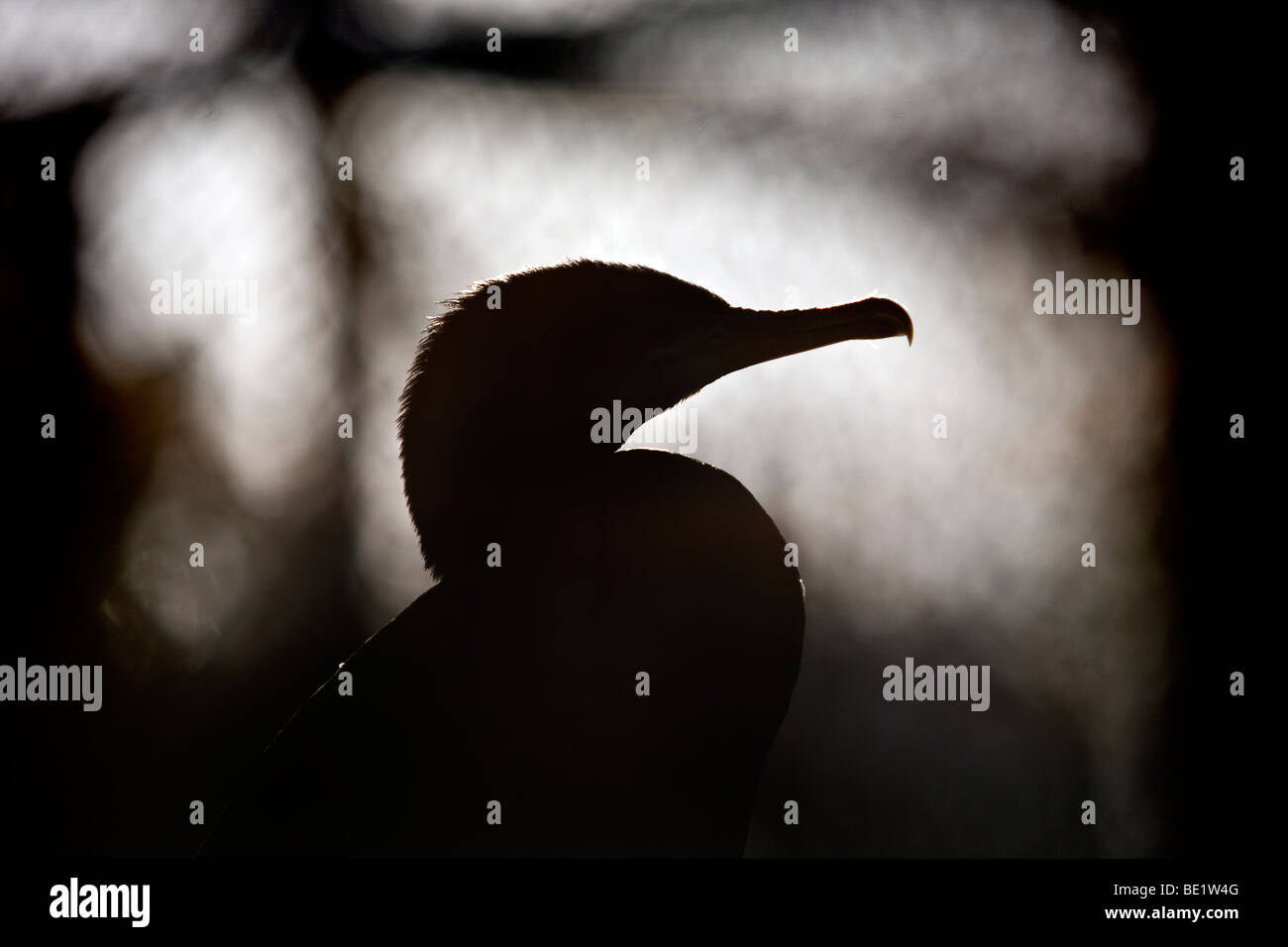 The head of a Cormorant bird Stock Photo - Alamy