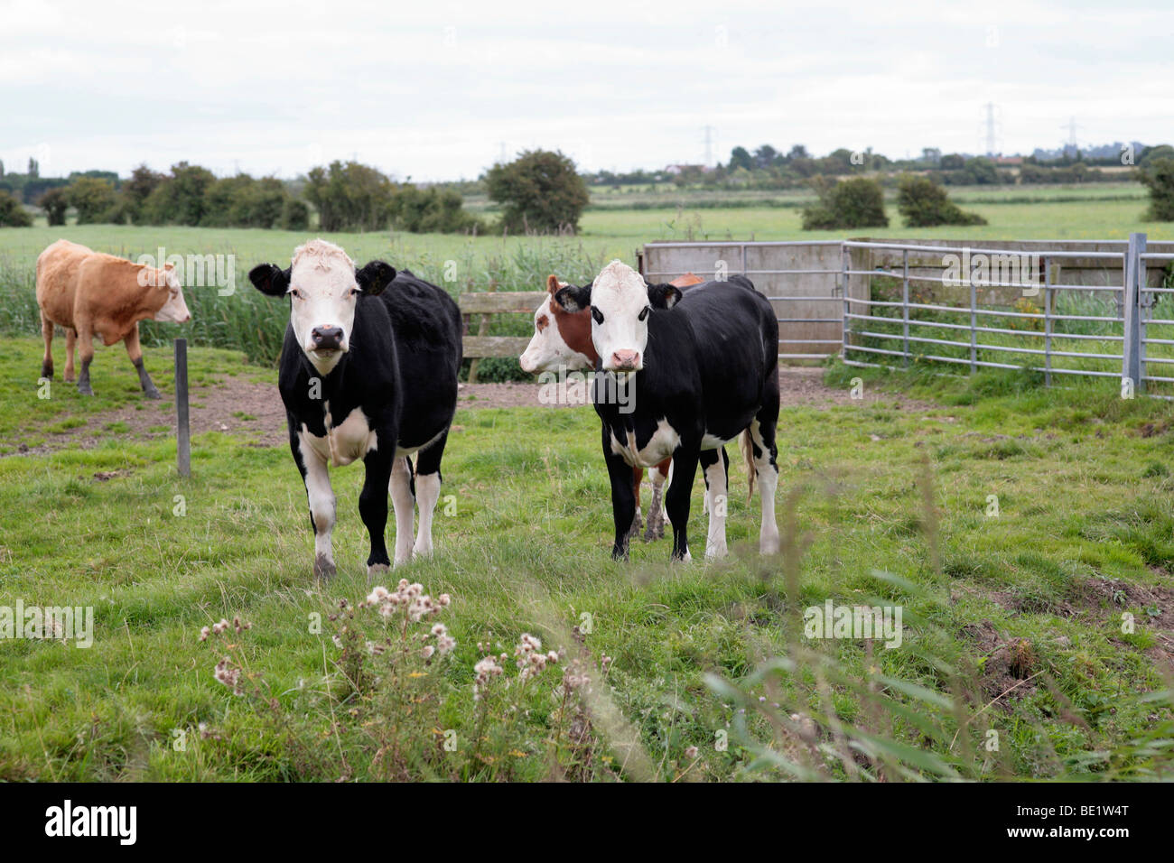 cows in field on farm in somerset england uk Stock Photo - Alamy